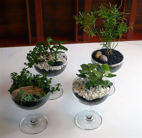 Lusa Mae Terrariums Stemware Small Glasses Series