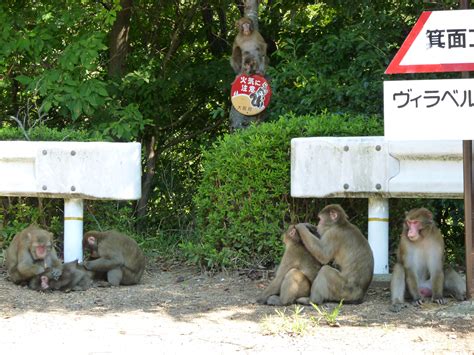 身近な生き物たち㉒ 池田にやって来たニホンザル街マチゴト 豊中 池田