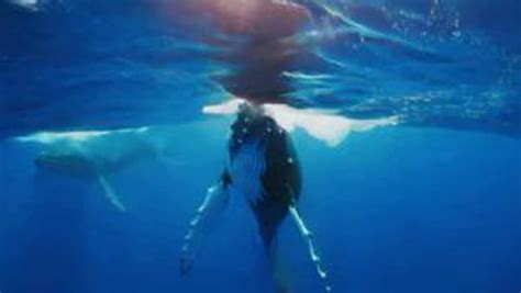 어도비 비디오 생성 Ai 출시저작권 문제 없이 상업적 사용 가능