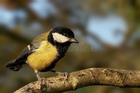 Great Tit Perching On Branch Stock Image Image Of Paridae Nature