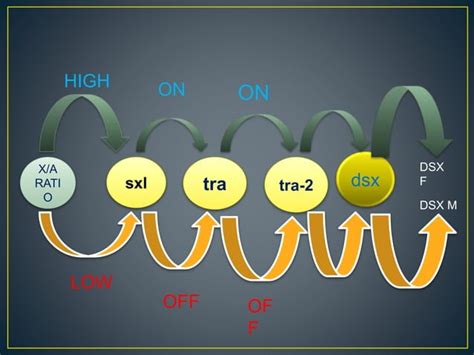 Dosage Compensation ∧ Sex Determination In Drosophila Pptx