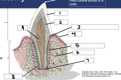 Lecture Dental Anatomy And Nomenclature Flashcards Quizlet