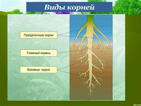 Корень. Побег и стебель - презентация онлайн