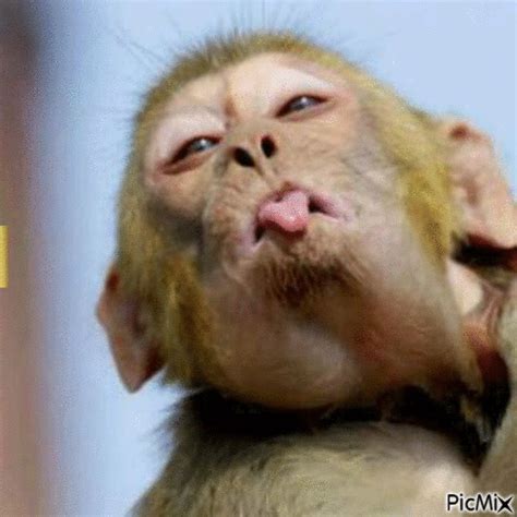 Mi Mono  Animado Gratis Picmix