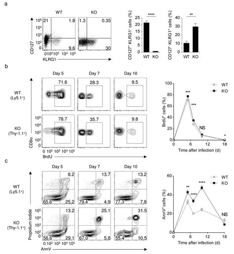 Bach2 Suppresses Differentiation Of Short Lived Effector Cells And Download Scientific Diagram