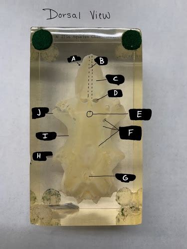 Comparative Practical 2 Flashcards Quizlet