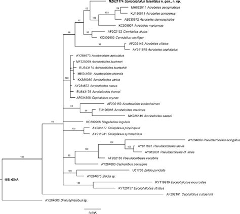 Bayesian Inference Tree Showing The Phylogenetic Position Of Download Scientific Diagram
