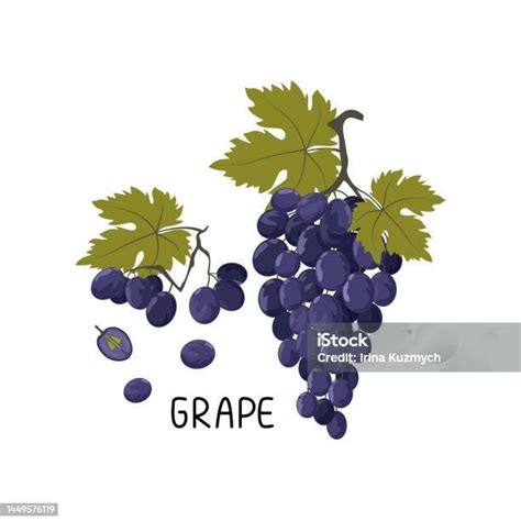 잘 익은 신선한 푸른 포도 개별 열매와 나뭇잎의 무리의 벡터 그림 가을에 대한 스톡 벡터 아트 및 기타 이미지 가을 건강관리와 의술 검은색 까치밥나무 열매 Istock