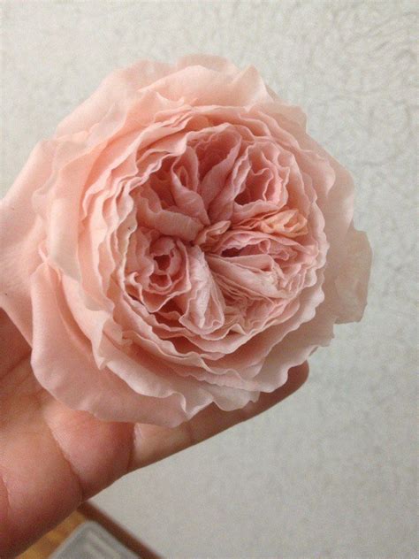 Флешмоб Староанглийская Роза Цветы из холодного фарфора и полимерной глины Vk Тканевый