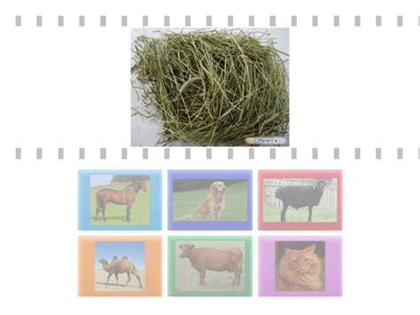 Домашние животные Найди пару