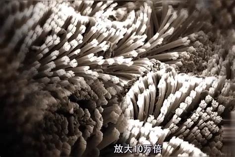 壁虎垂直天花板 只因脚底的上万根绒毛