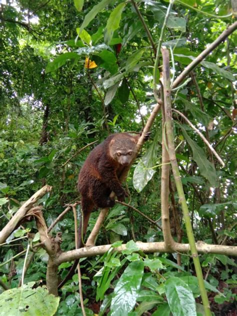 Release Of Sulawesi Bear Cuscus And Dwarf Cuscus Masarang Hk Society