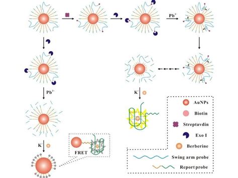 Schematic Illustration For The Detection Of Streptavidin Download Scientific Diagram
