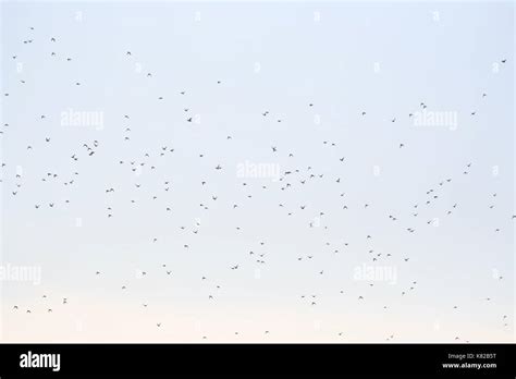 Bird Picture Still Working Entering Info More Details Coming Up