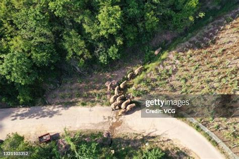 Elephant Top View Photos And Premium High Res Pictures Getty Images