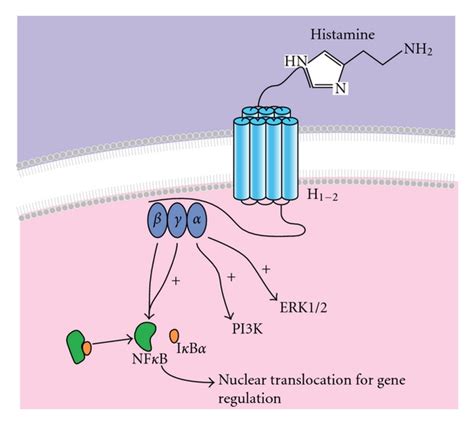 Histamine Receptors On Ecs Two Histamine Receptors H1 And H2 Are Download Scientific Diagram