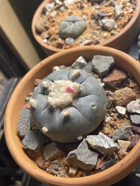 Peyote And Friends
