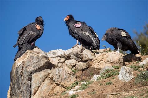 For A Century They Were Gone But California Condors Are Making A