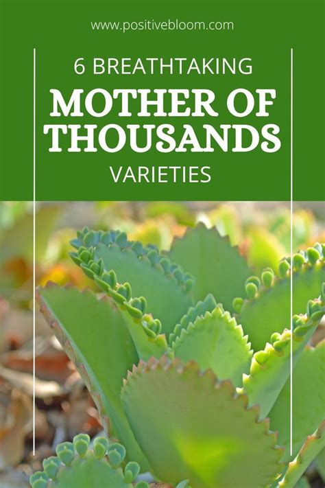 Pin On Plants Plant Tips Indoor And Houseplants