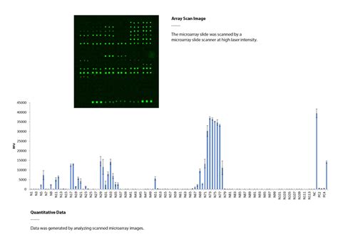 N Glycan Array Zbiotech