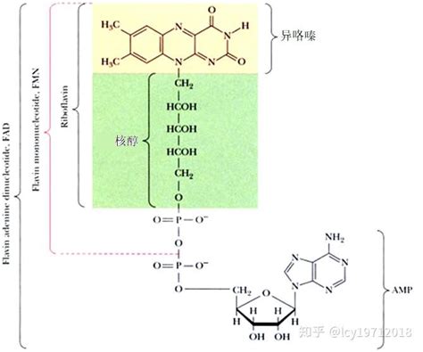 核黄素维生素b2对人体有重要作用，但不是抗癌神药 知乎