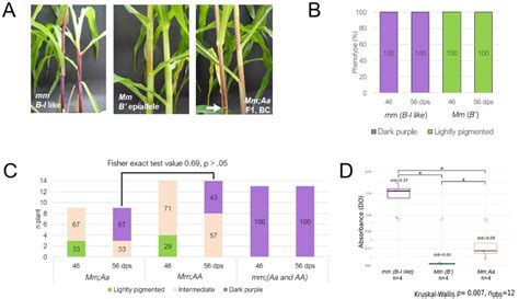 Ago104 Is A Rddm Effector Of Paramutation At The Maize B1 Locus Pmc