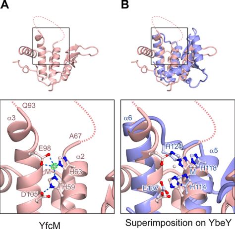 Comparison Of The Metal Coordination Motifs Of Ybey And Yfcm A