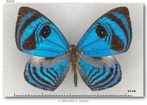 Semomesia C Capanea Pinned Specimens