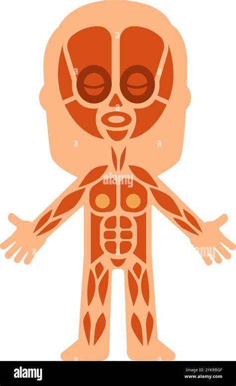Cartoon Human Body Showing Muscular System With Muscles Highlighted In