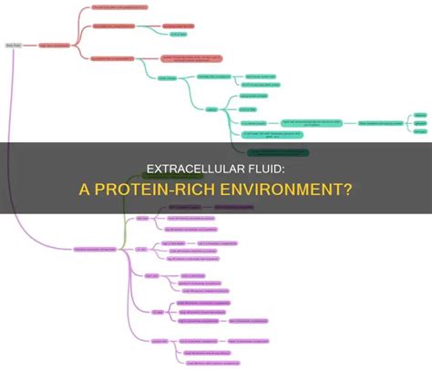 Extracellular Fluid A Protein Rich Environment Medshun