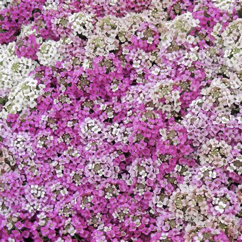 Alyssum Wonderland Mix Seeds Flower Seeds Etsy