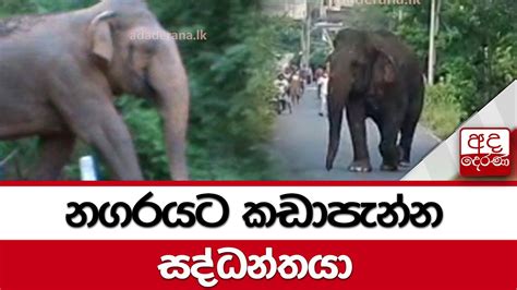 නගරයට කඩාපැන්න සද්ධන්තයා Youtube