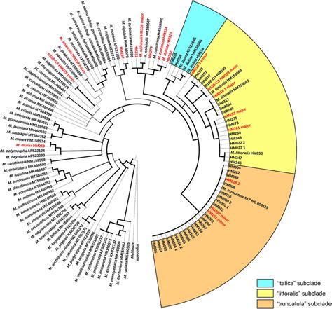 Maximum Likelihood Phylogeny Of Medicago Based On Sequences Of