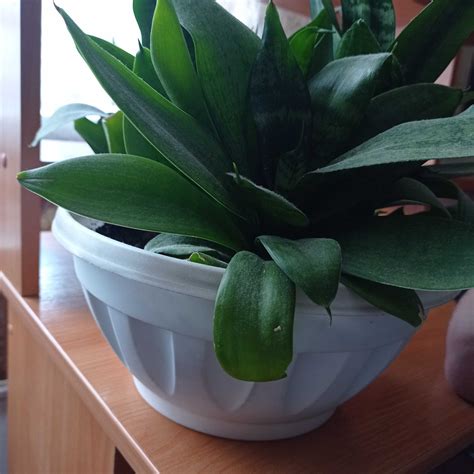 Цветы гастерия сансевиерия вазоны 70 грн Кімнатні рослини Житомир на Olx