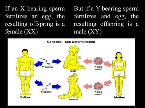 Heredity Inheritance And Variation PPTX Biological Sciences Science