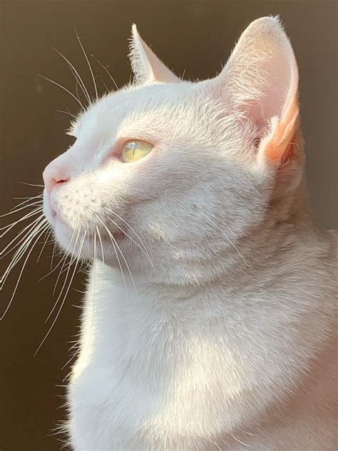 Gatinhos Fofos Gatos Minha Gatinha Vick