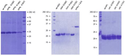 1 Reducing SDS PAGE Gels 20ug Samples Of Recombinantly Expressed Download Scientific Diagram