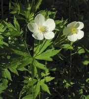Canada Anemone Anemone Canadensis Ontario Wildflowers