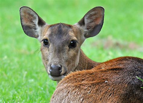 Deer Overview Senses Hearing Wildlife Online