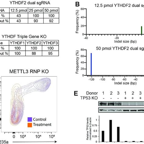 Crispr Cas9 Rnp Editing Of Human Cd34 Hematopoietic Stem And
