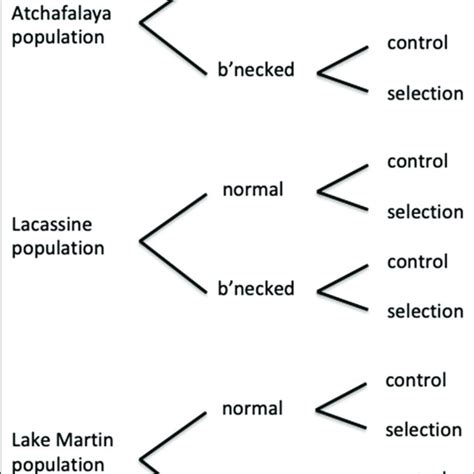 diagram of experimental design of selection experiments with three download scientific