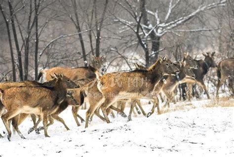 内蒙古呼和浩特春雪伴麋鹿 人民图片网
