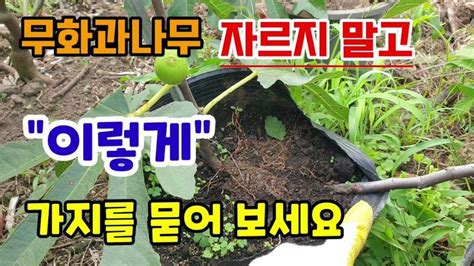 무화과나무 자르지 말고 이렇게 가지를 흙에 묻어보세요 여름에도 무화과모종 원하는 만큼 만들수있어요 무화과삽목 무화과모종만들기 정원 가꾸기 원예 식물