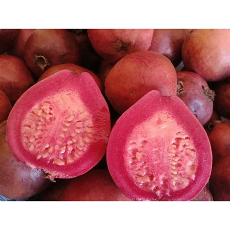 Jual Buah Jambu Biji Hitam Ungu Jambu Biji Australia 500gram Shopee Indonesia