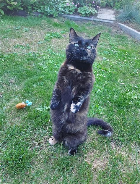 Meet Bobby Shes The Sweetest Girl Rtorties