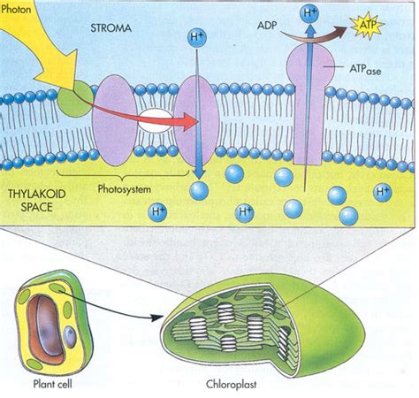 Thylakoid Membrane Photosynthesis