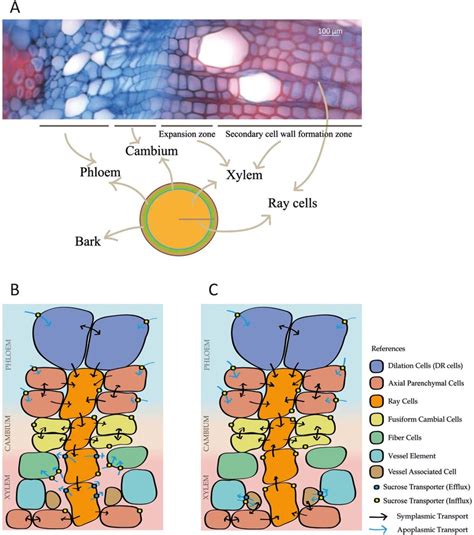 Stem Anatomy And Carbon Flow A Cross Section Of Stems Upper Panel