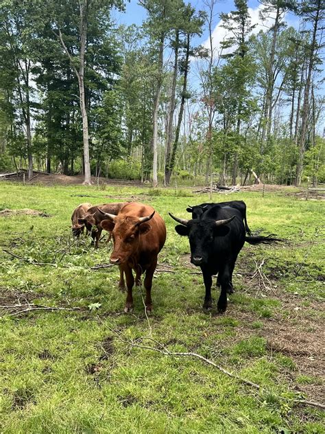 Services 3 — Little Oxen Farm