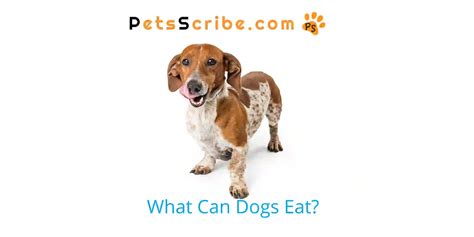 What Can Dogs Eat Human Food Pets Scribe