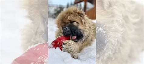 Кавказская овчарка купить в Пскове Животные и зоотовары Авито